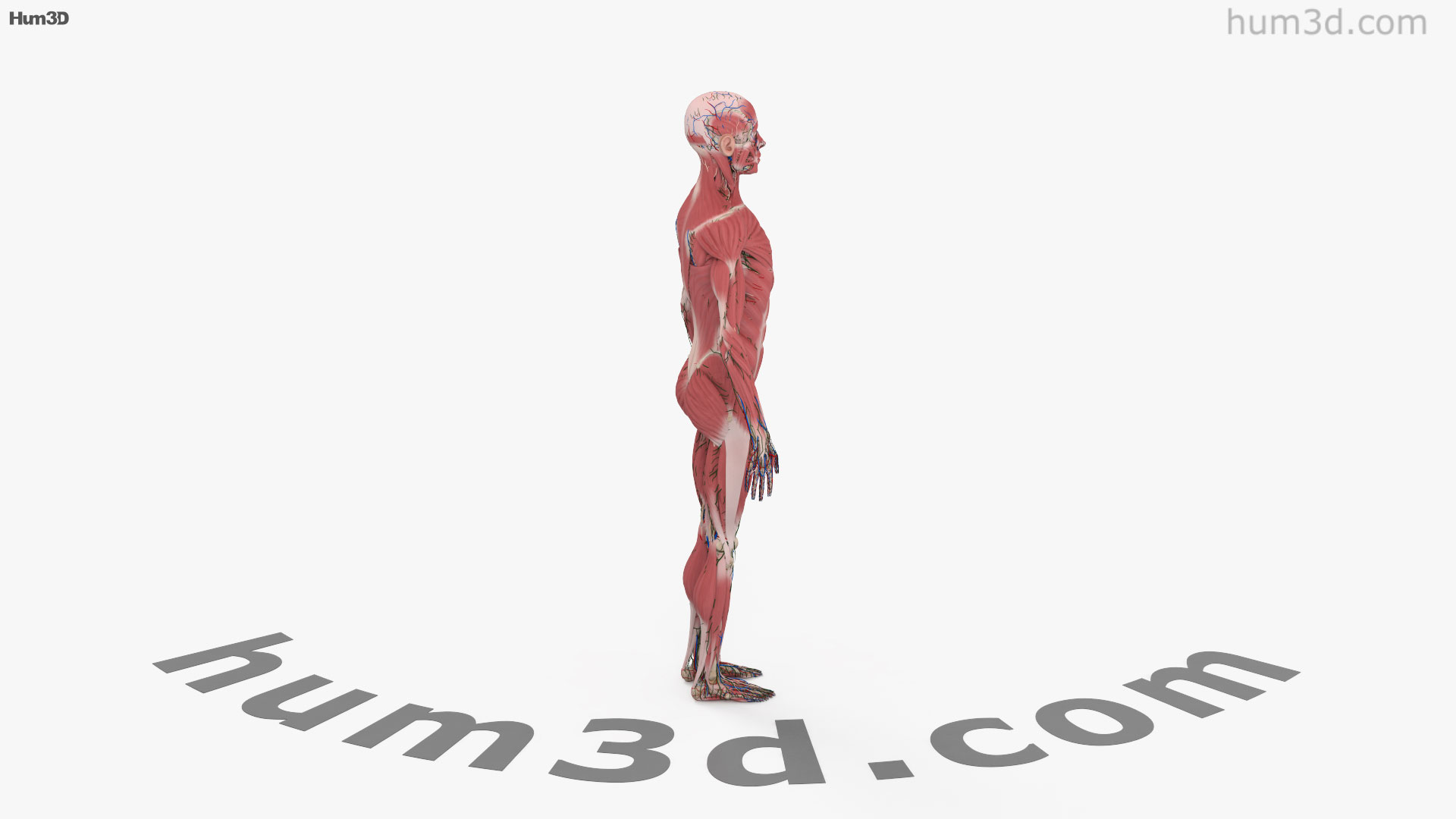 360 view of Complete Male Anatomy 3D model - 3DModels store