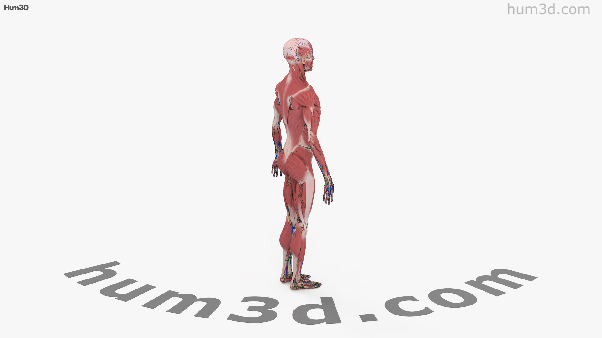 360 view of Complete Male Anatomy 3D model - 3DModels store