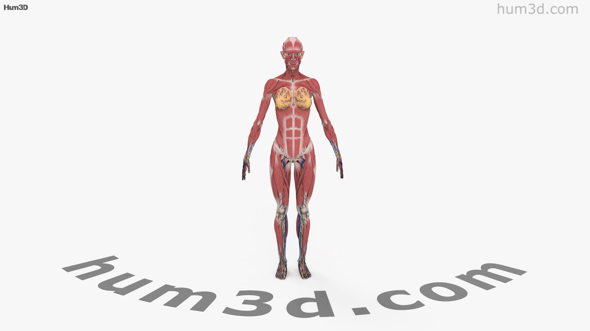 360 view of Complete Female Anatomy 3D model - 3DModels store