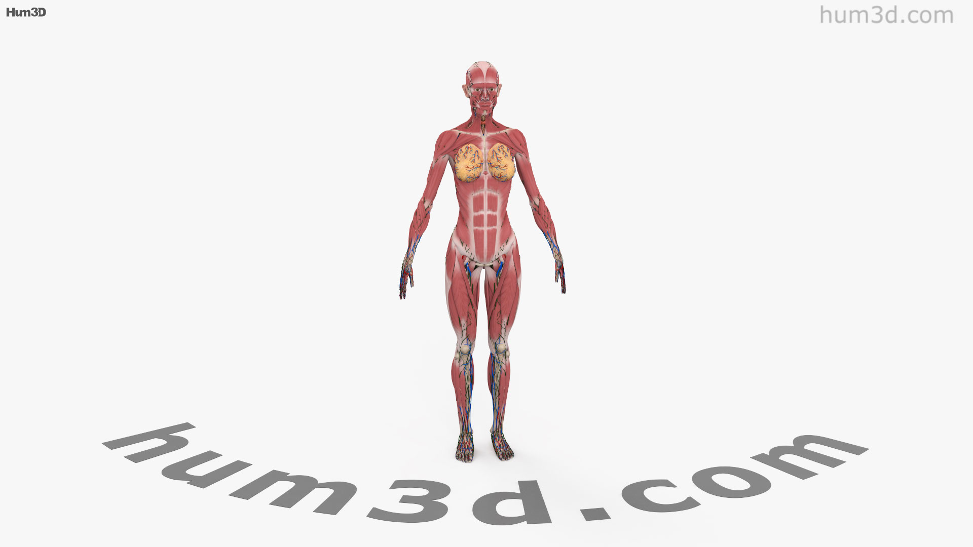 360 view of Complete Female Anatomy 3D model - 3DModels store
