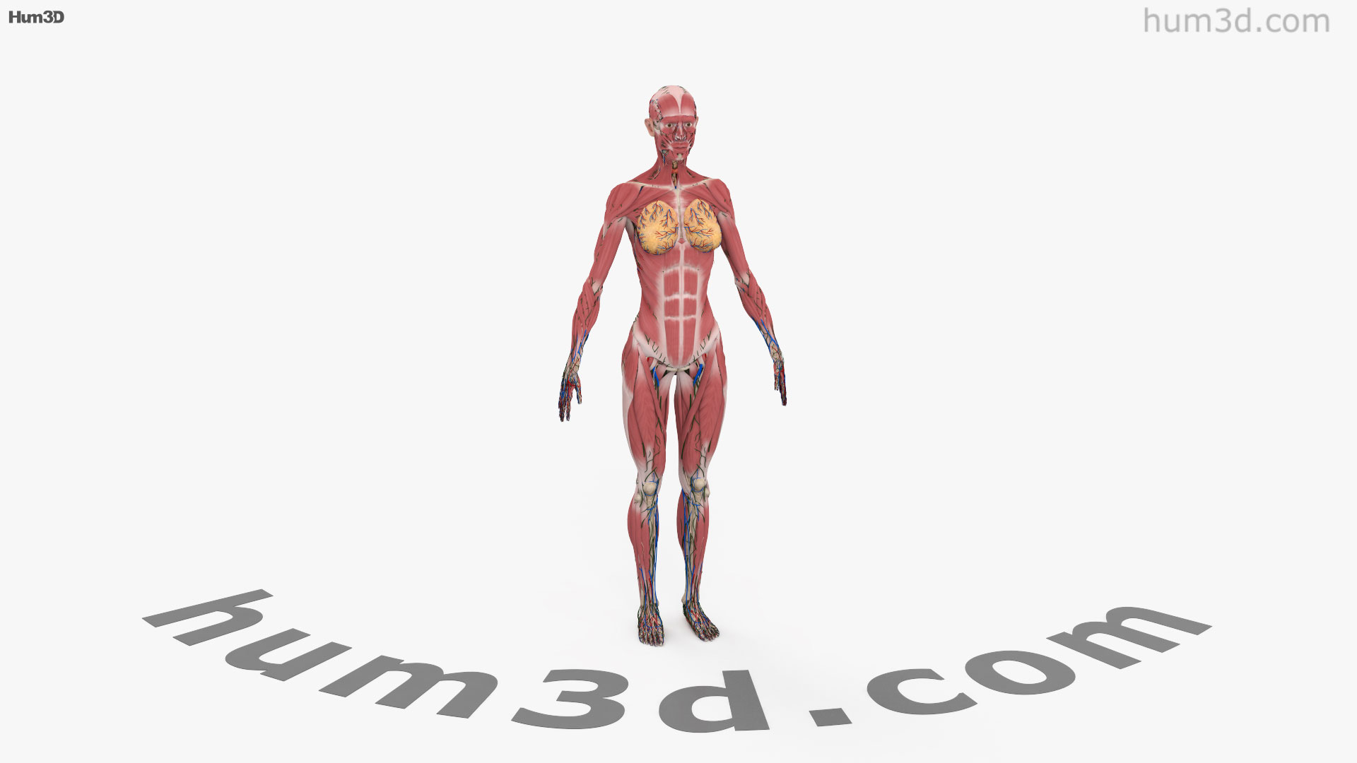 360 view of Complete Female Anatomy 3D model - 3DModels store