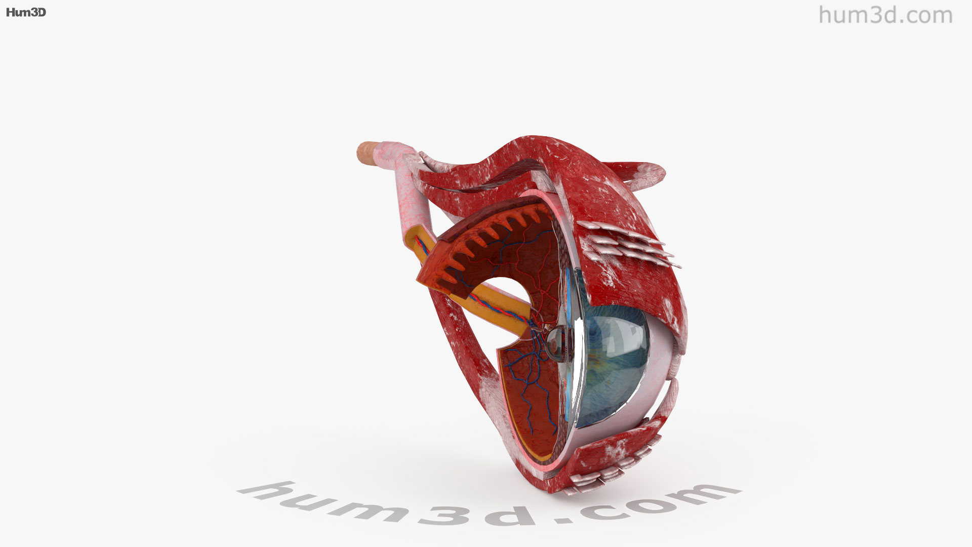 360 view of Human Eye Cross Section 3D model - 3DModels store