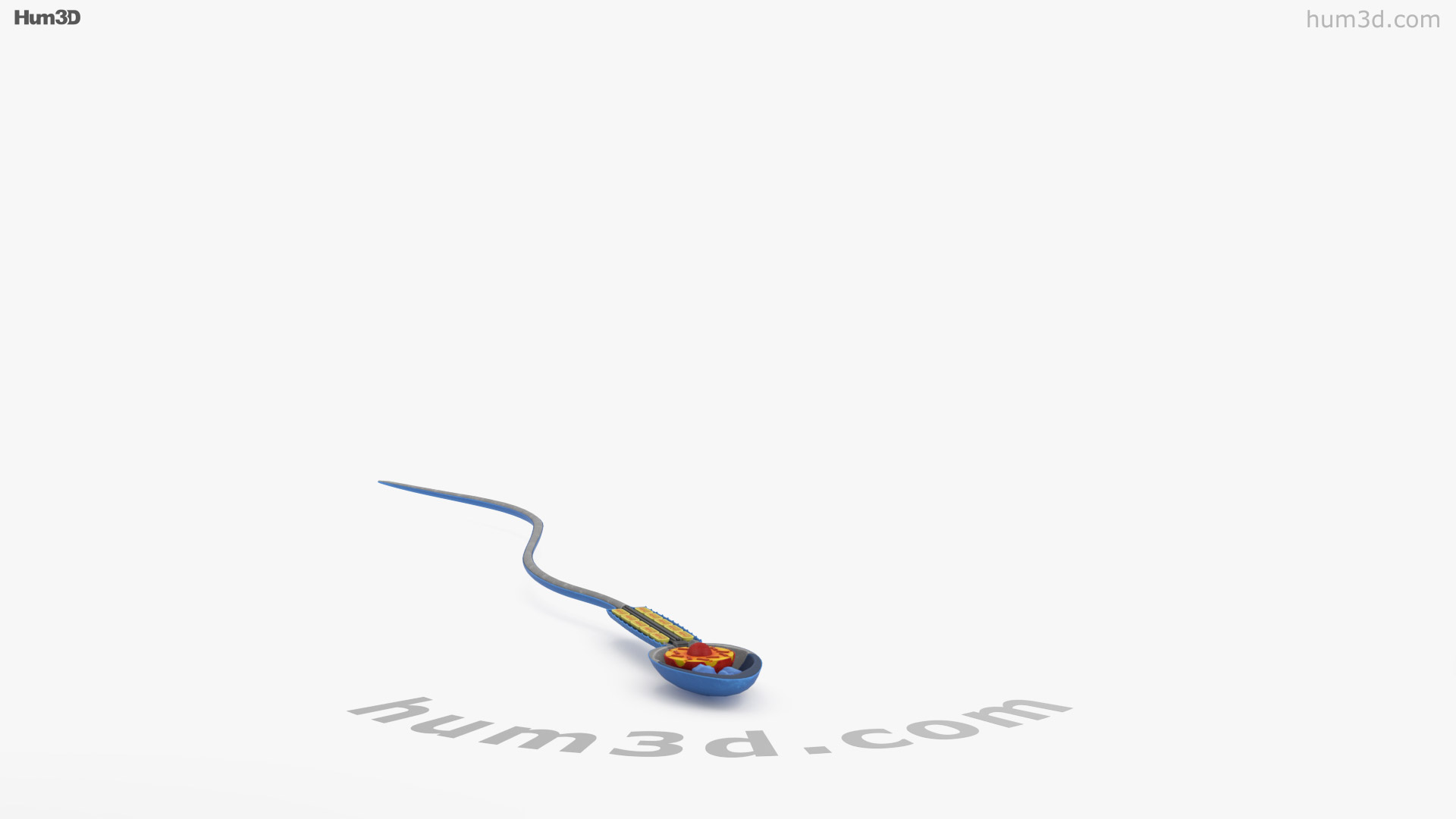 360 view of Sperm Cell 3D model - 3DModels store