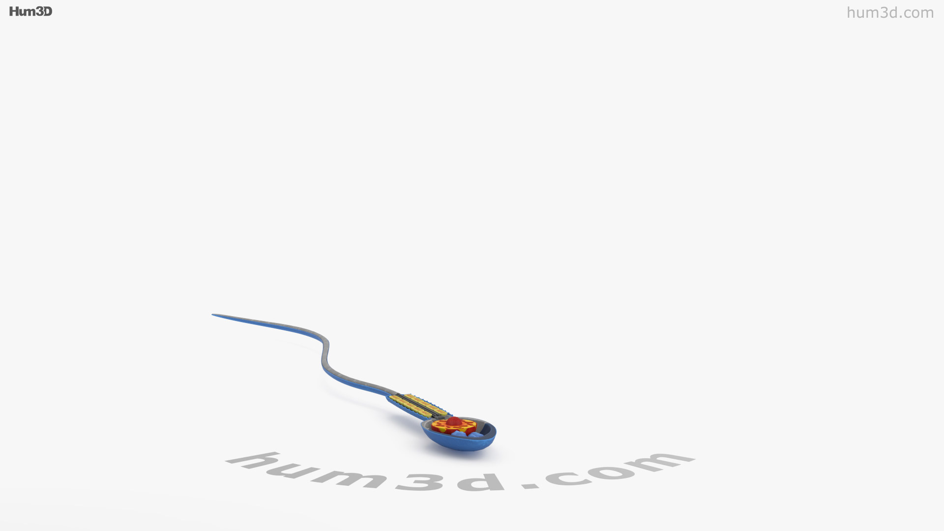 360 view of Sperm Cell 3D model - 3DModels store