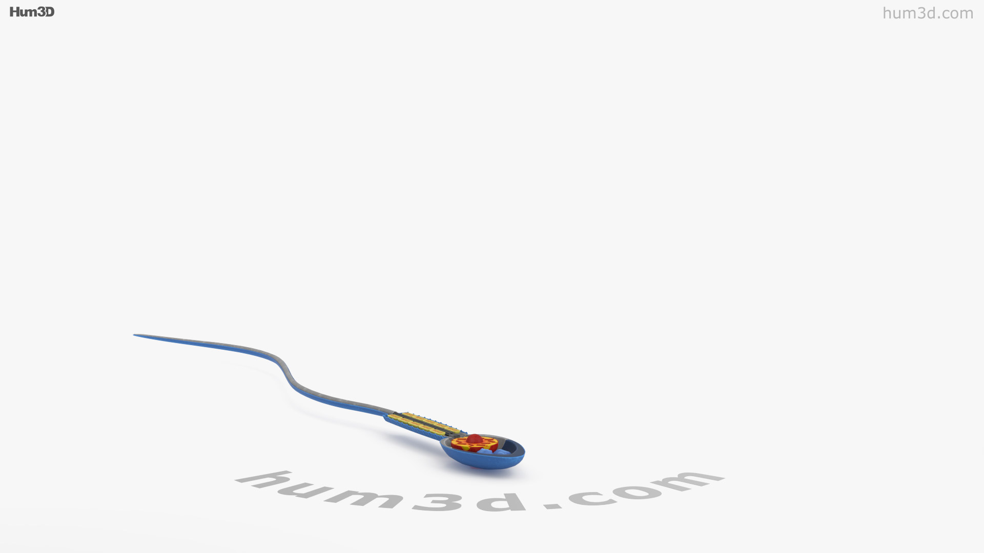 360 view of Sperm Cell 3D model - 3DModels store