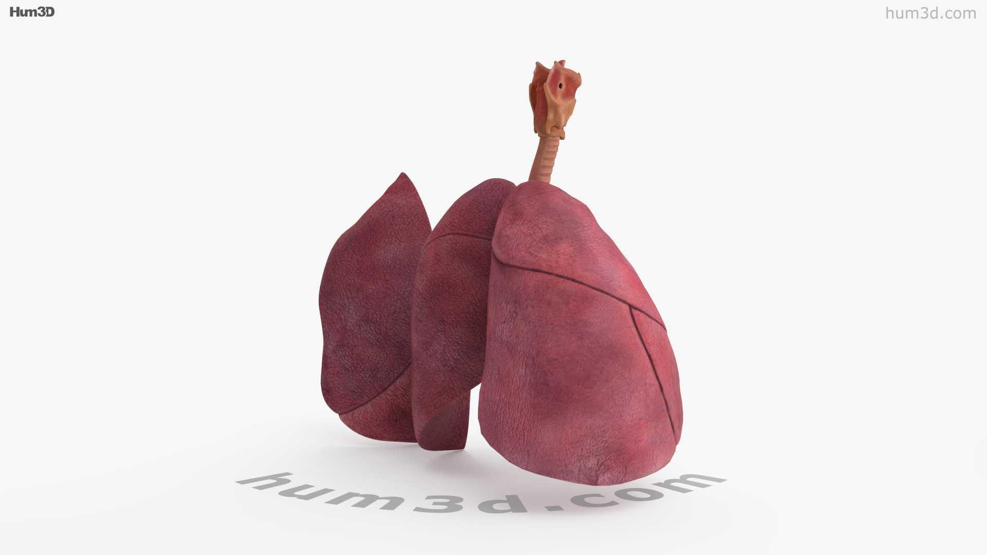360 view of Lungs Cross Section 3D model - 3DModels store