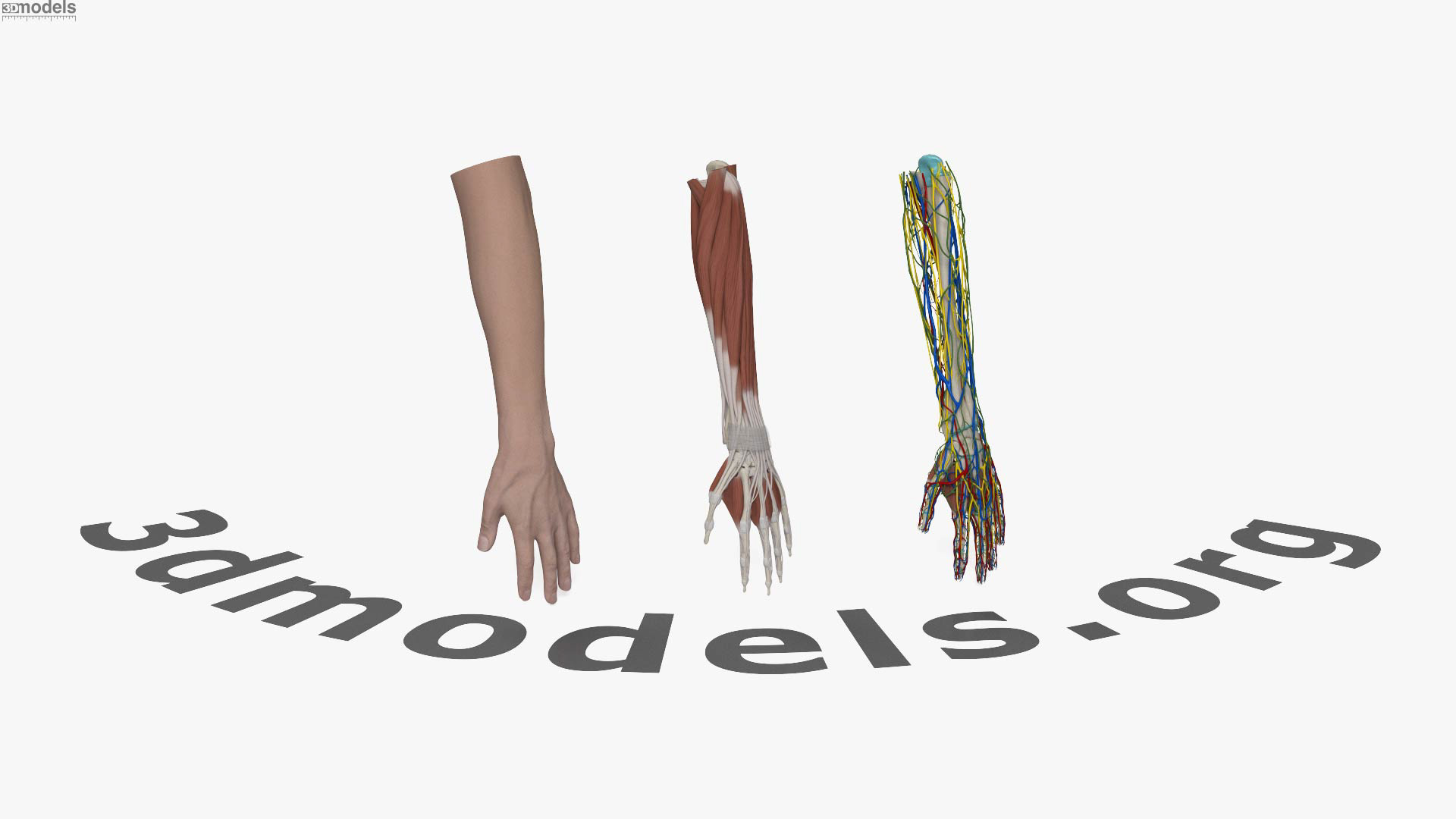 360 view of Complete Forearm Anatomy 3D model - 3DModels store