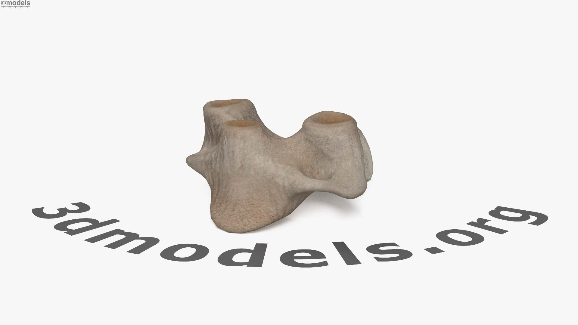 360 view of Human Axis Vertebra C2 3D model - 3DModels store