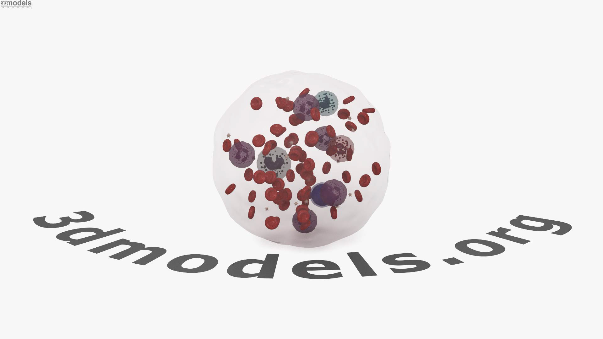 360 view of Human Blood Elements 3D model - 3DModels store