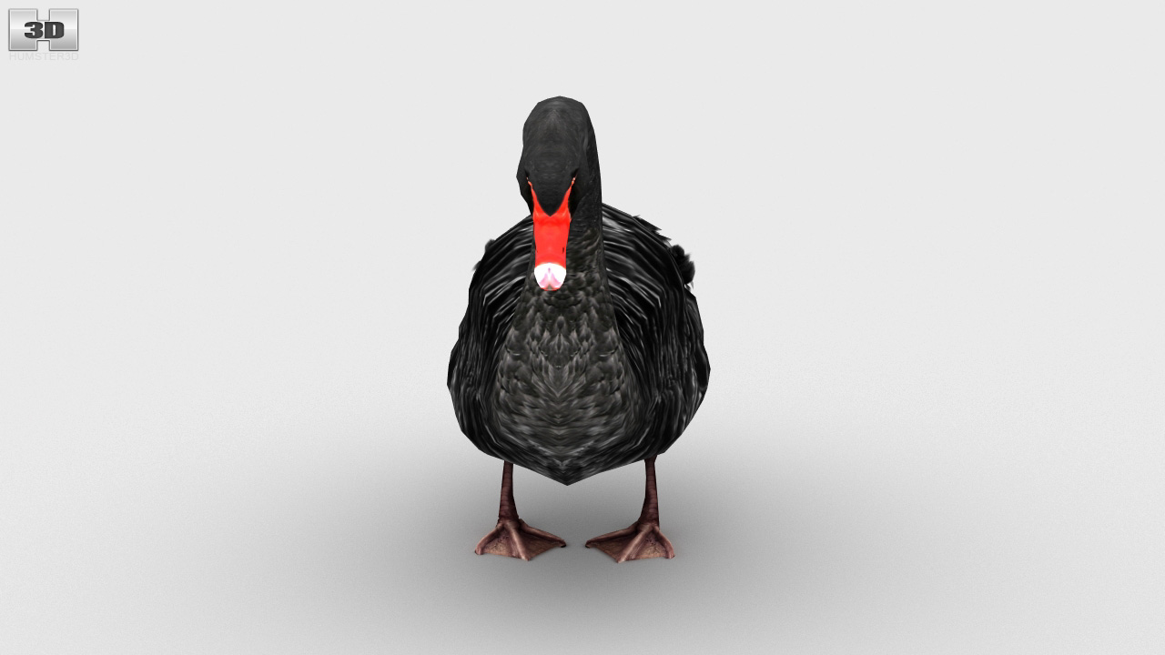 360 view of Black Swan Low Poly Rigged Animated 3D model - 3DModels store
