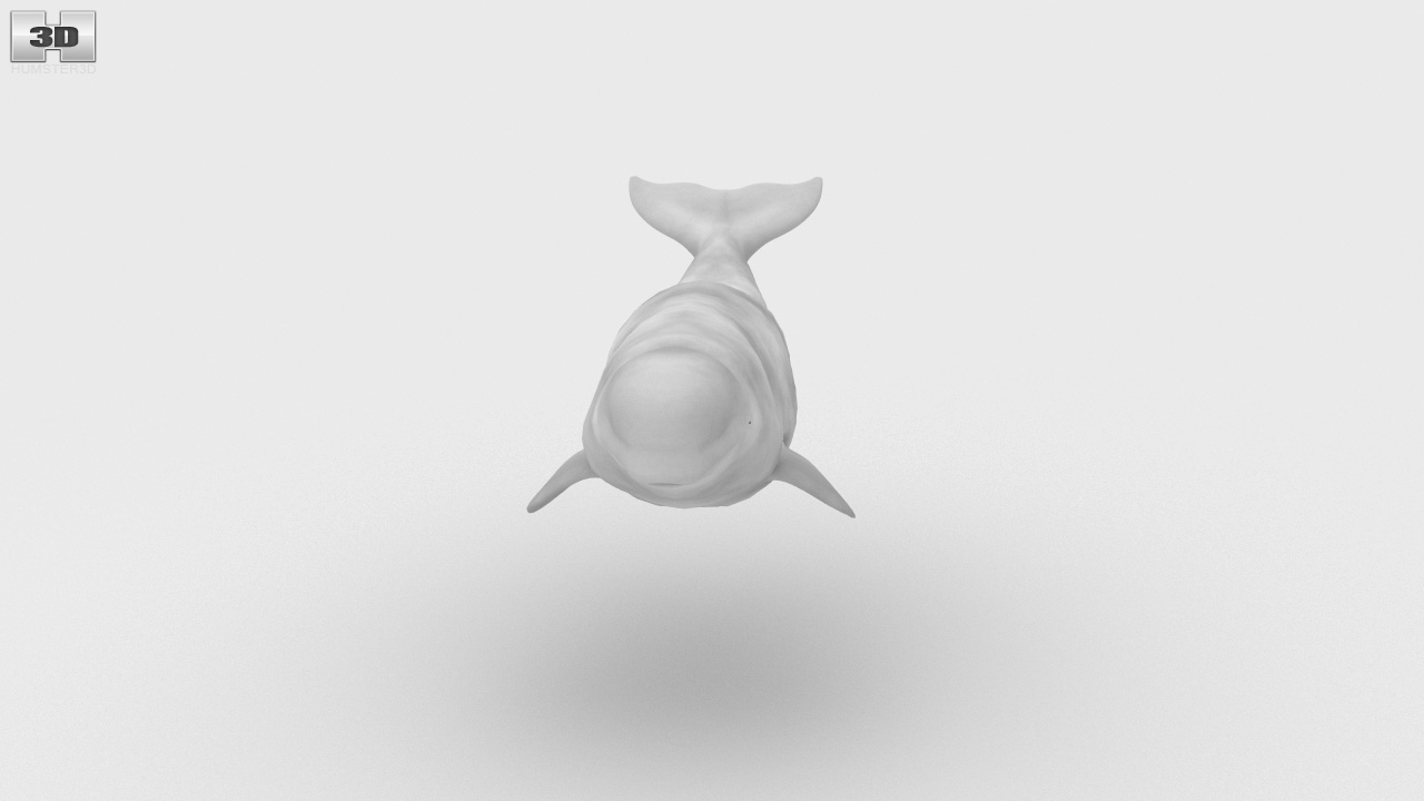 360 view of Beluga whale Low Poly 3D model - 3DModels store