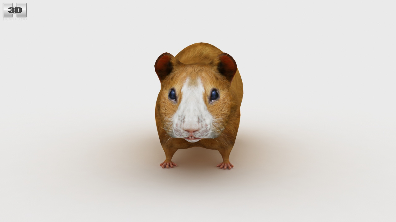 360 view of Hamster Low Poly 3D model - 3DModels store