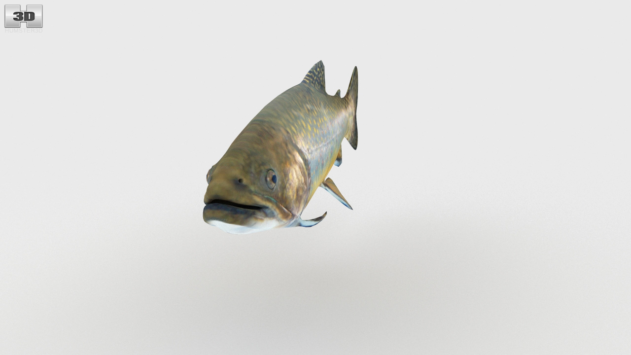 360 view of Brook Trout Low Poly 3D model - 3DModels store
