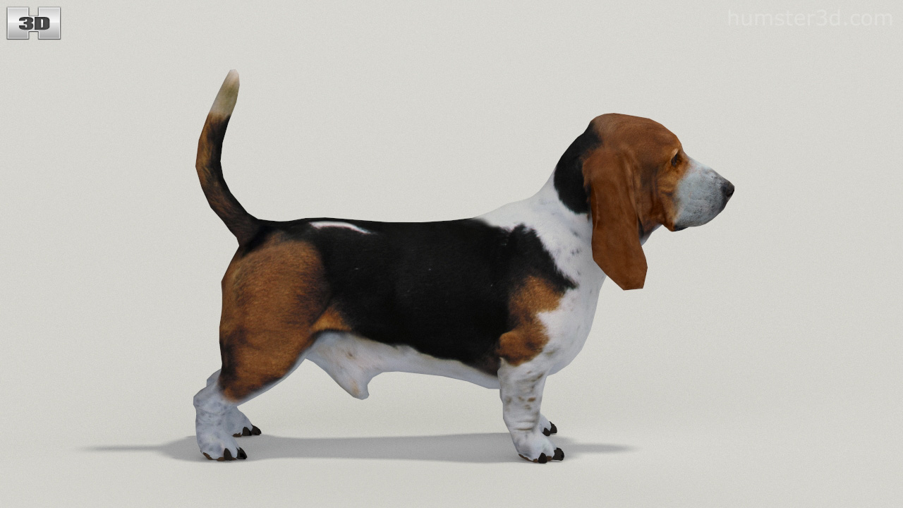 360 view of Basset Hound Low Poly 3D model - 3DModels store