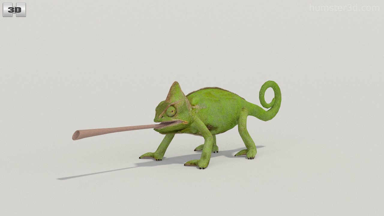 360 view of Chameleon Low Poly 3D model - 3DModels store