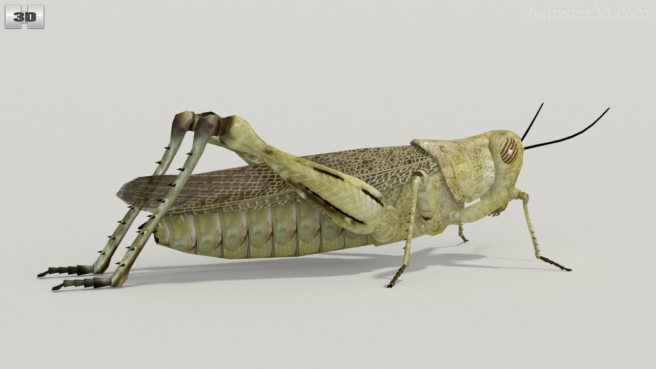 360 view of Desert Locust Low Poly 3D model - 3DModels store