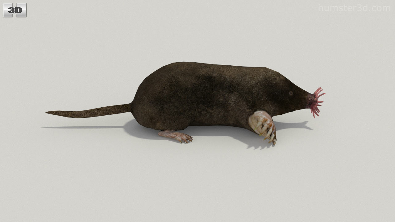 360 view of Star-Nosed Mole Low Poly Rigged 3D model - 3DModels store