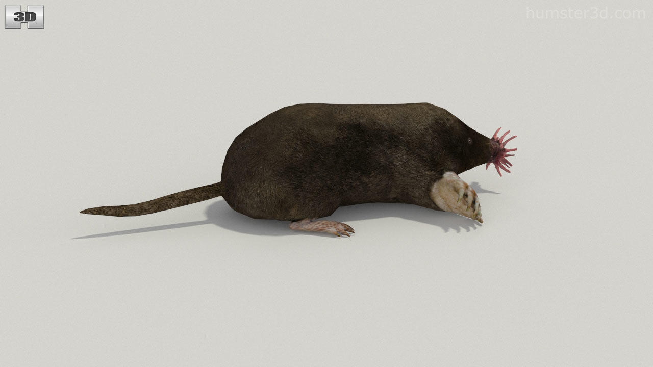 360 view of Star-Nosed Mole Low Poly Rigged 3D model - 3DModels store
