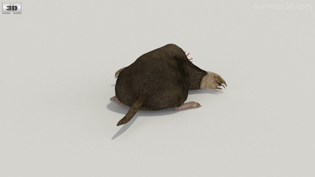 360 view of Star-Nosed Mole Low Poly Rigged 3D model - 3DModels store