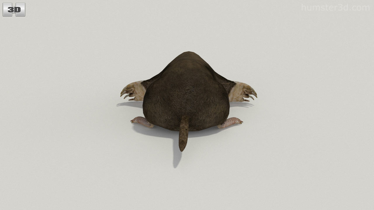 360 view of Star-Nosed Mole Low Poly Rigged 3D model - 3DModels store