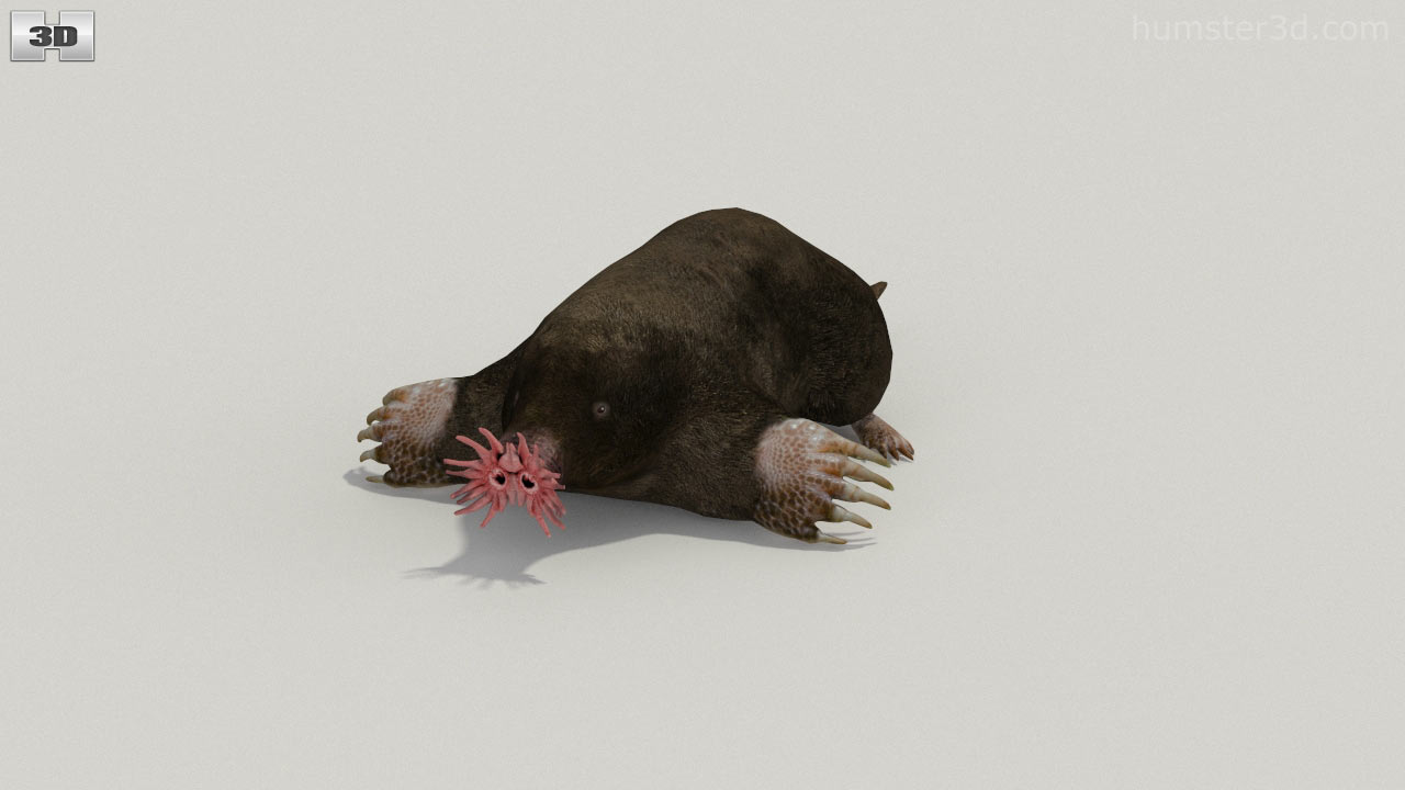 360 view of Star-Nosed Mole Low Poly Rigged 3D model - 3DModels store