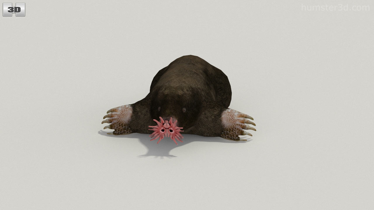 360 view of Star-Nosed Mole Low Poly Rigged 3D model - 3DModels store
