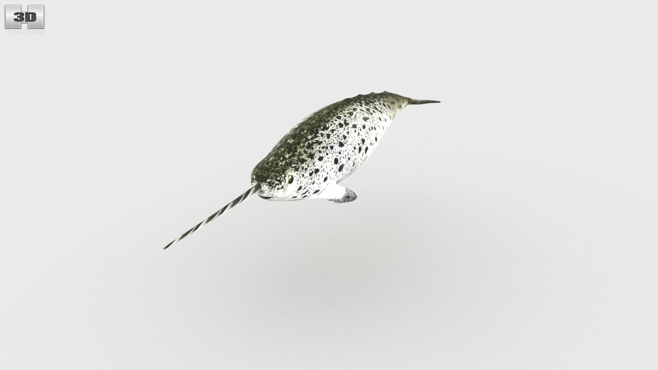 360 view of Narwhal Low Poly Rigged 3D model - 3DModels store