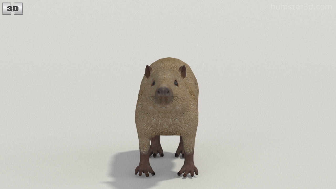 360 view of Capybara Low Poly 3D model - 3DModels store