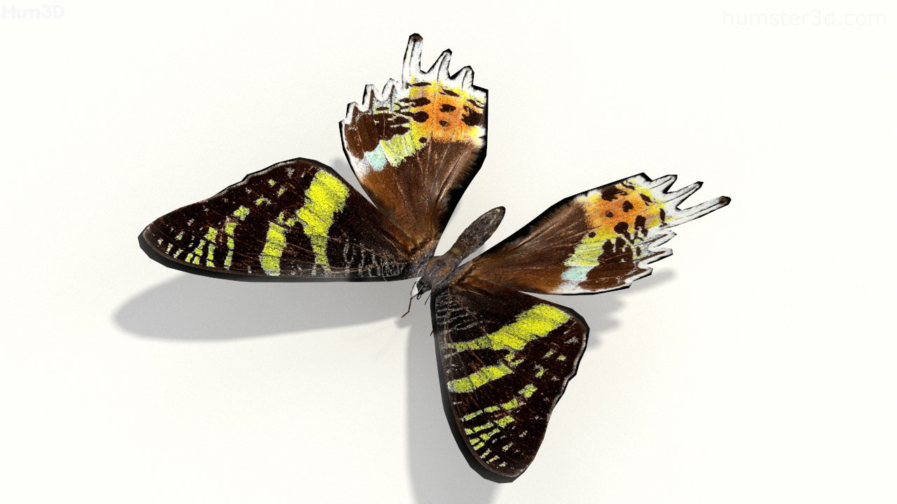 360 view of Madagascan Sunset Moth Low Poly Rigged Animated 3D model ...