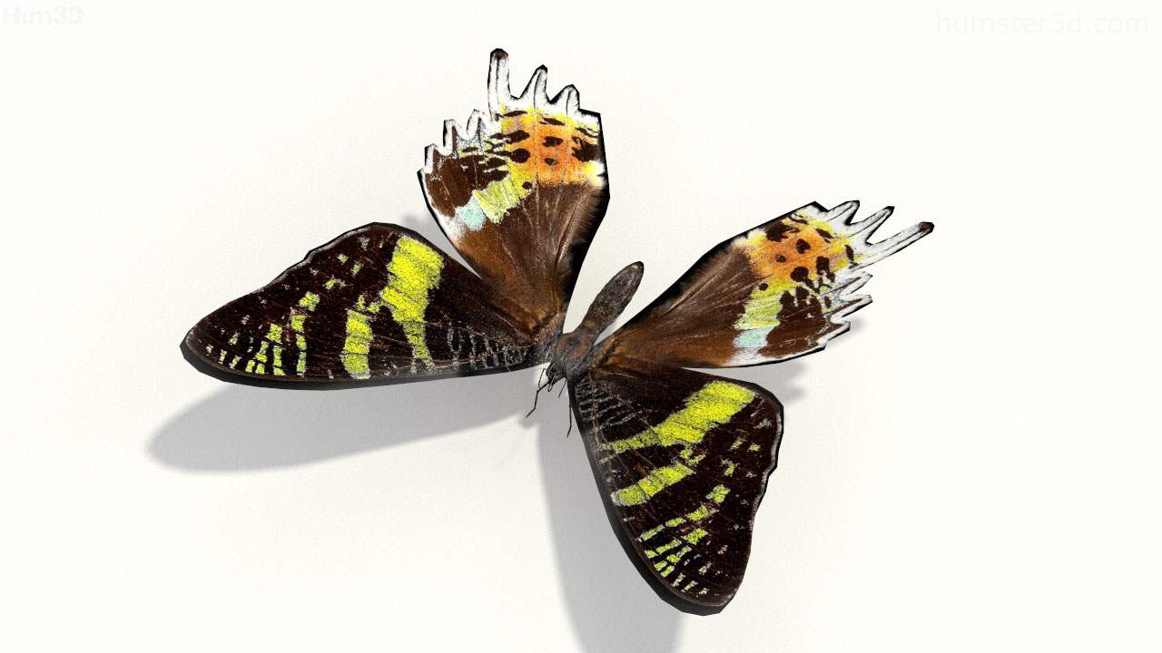 360 view of Madagascan Sunset Moth Low Poly Rigged Animated 3D model ...