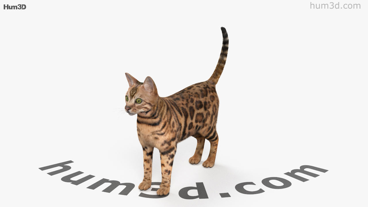 360 view of Bengal Cat 3D model - 3DModels store