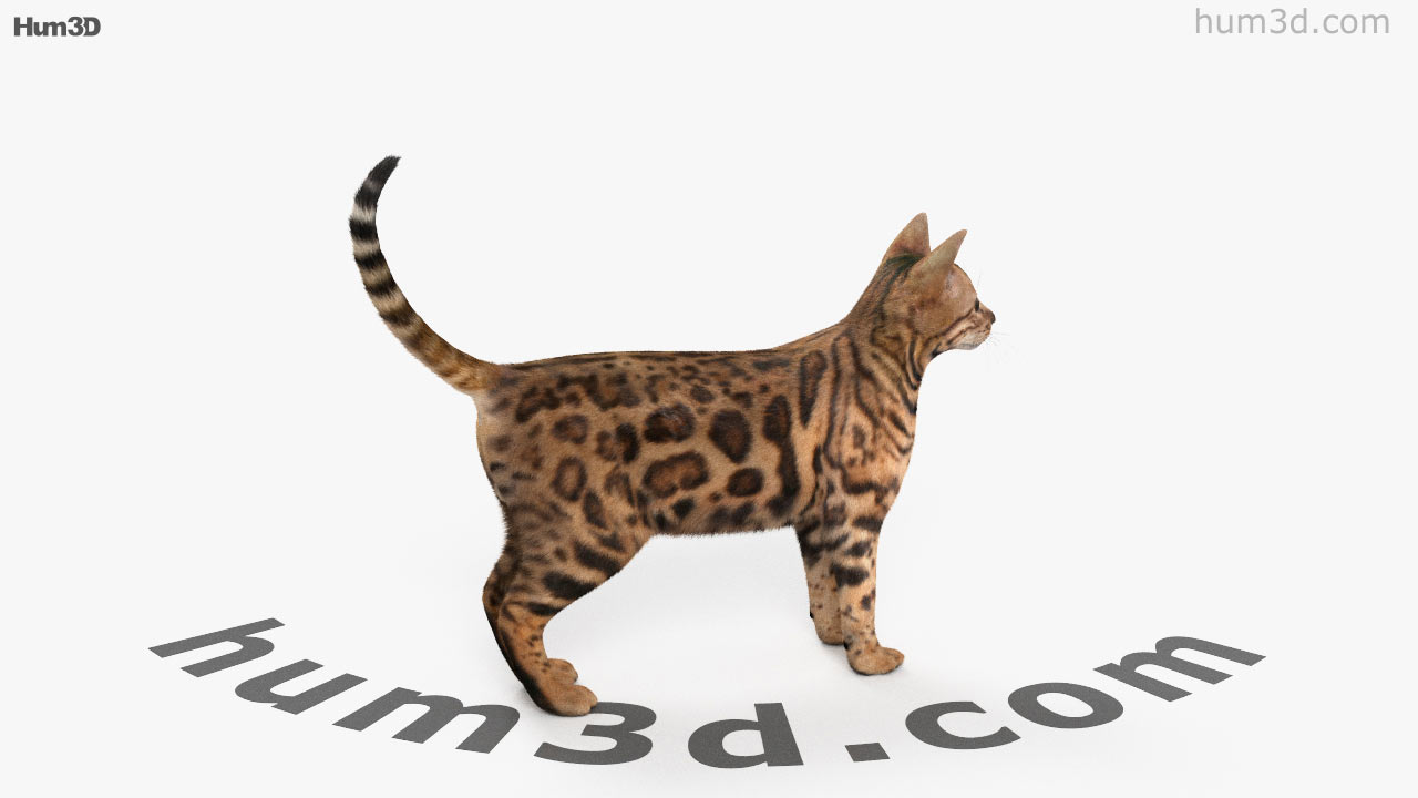 360 view of Bengal Cat 3D model - 3DModels store