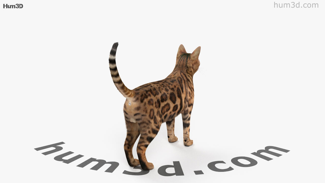 360 view of Bengal Cat 3D model - 3DModels store
