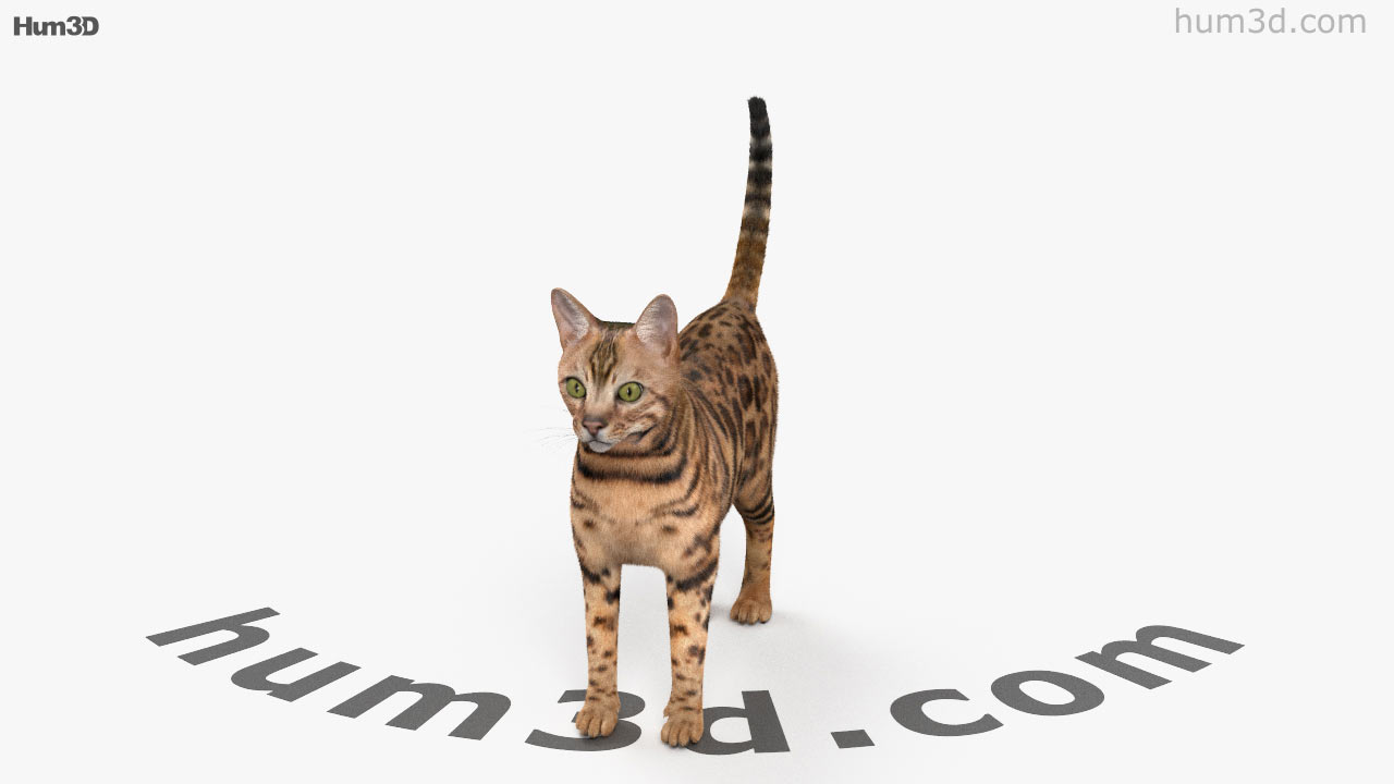 360 view of Bengal Cat 3D model - 3DModels store