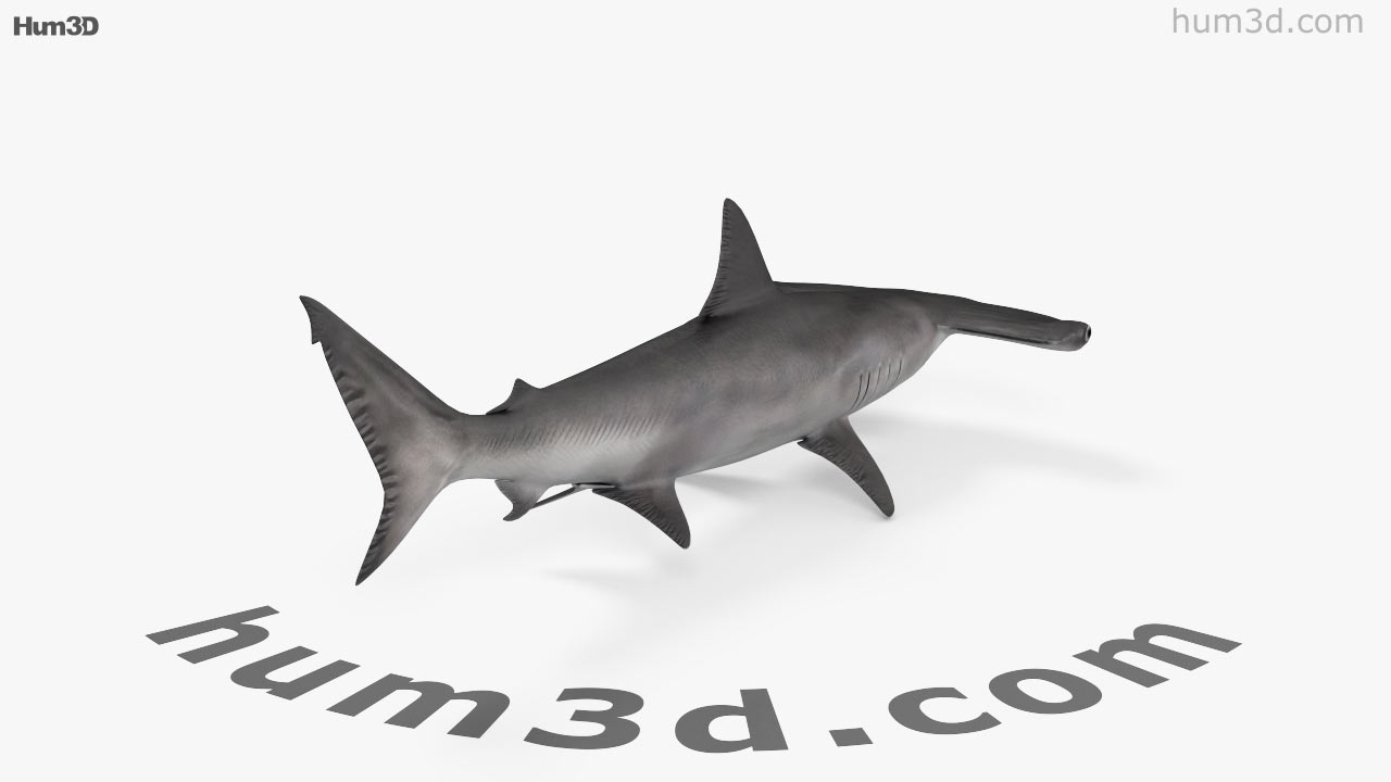 360 view of Smooth Hammerhead Shark 3D model - 3DModels store