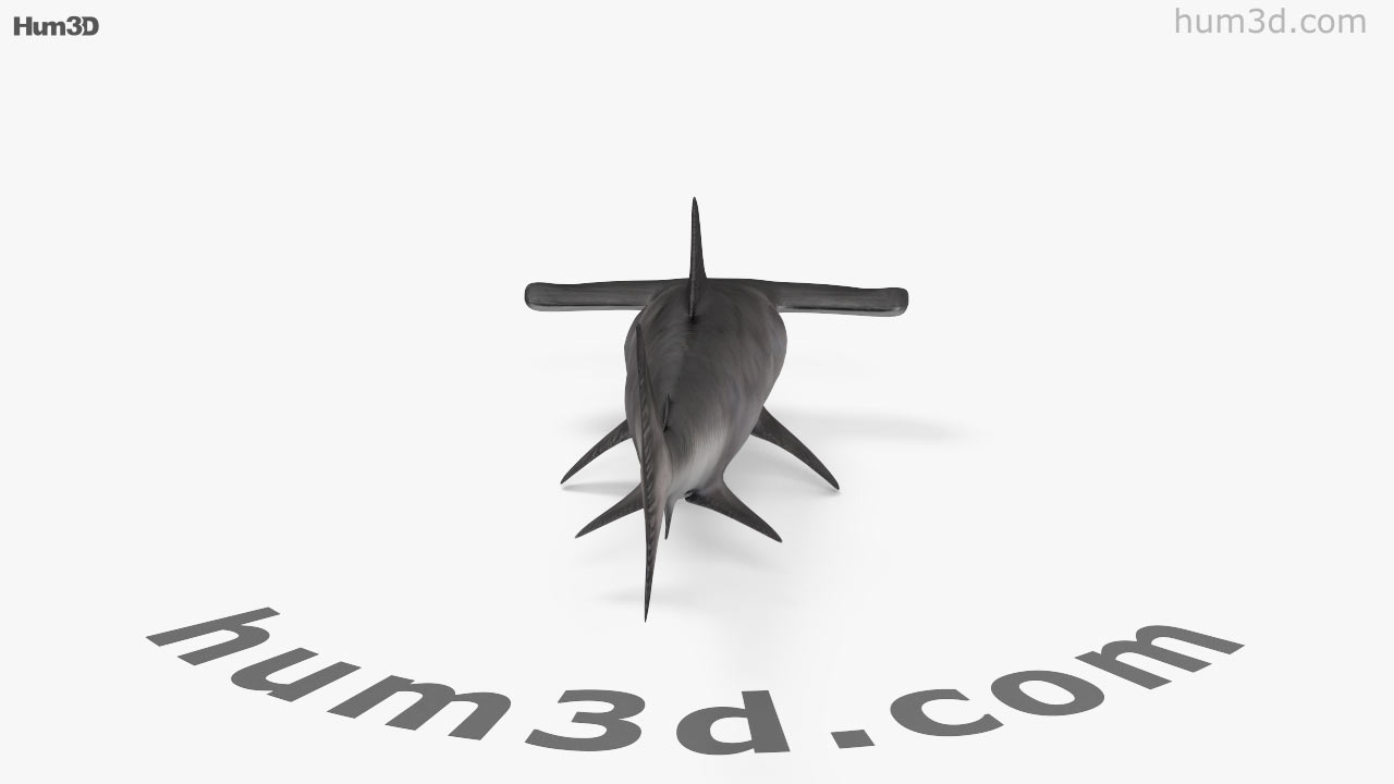 360 view of Smooth Hammerhead Shark 3D model - 3DModels store