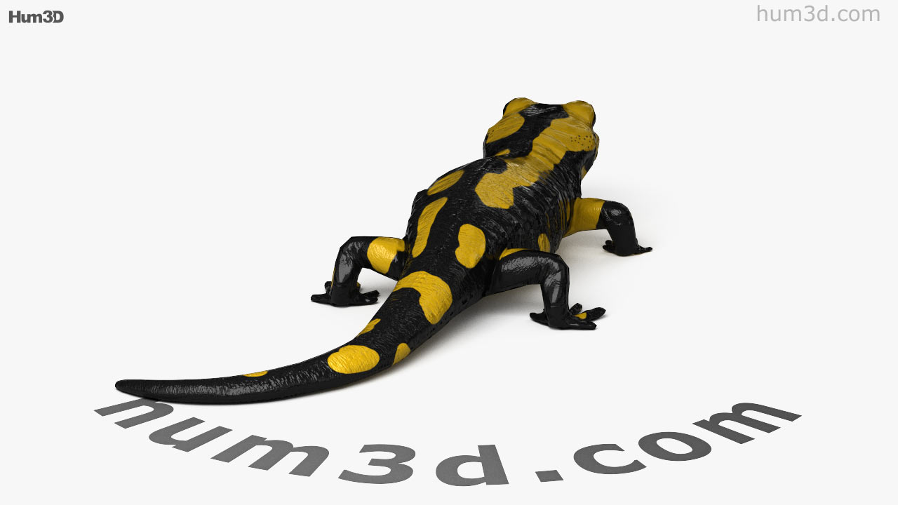 360 view of Salamander 3D model - 3DModels store