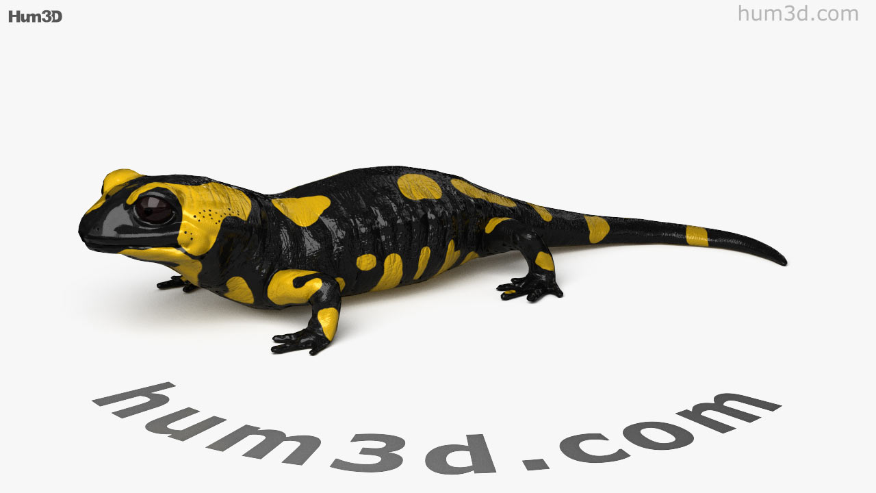 360 view of Salamander 3D model - 3DModels store