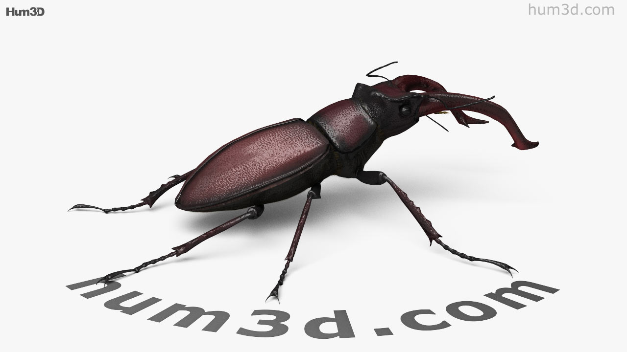 360 view of Stag Beetle 3D model - 3DModels store