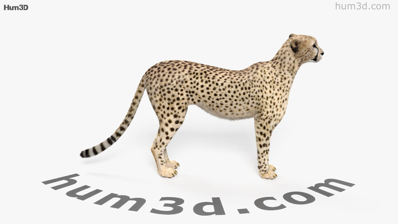 360 view of Cheetah 3D model - 3DModels store