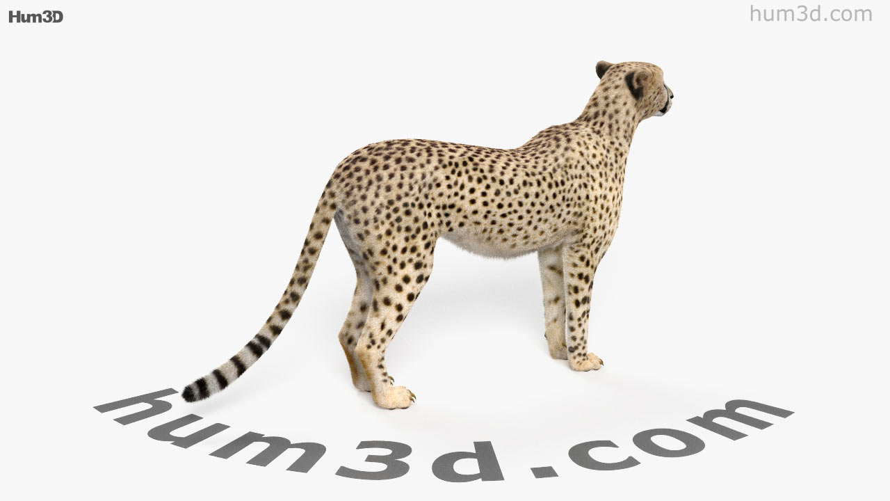 360 view of Cheetah 3D model - 3DModels store