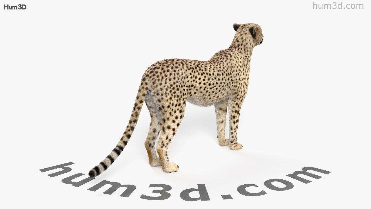 360 view of Cheetah 3D model - 3DModels store
