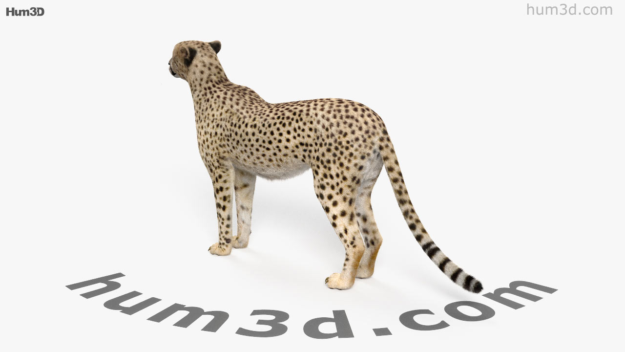 360 view of Cheetah 3D model - 3DModels store
