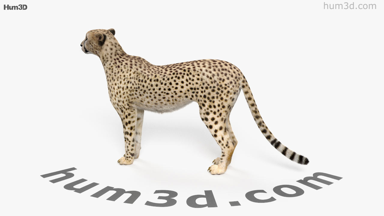 360 view of Cheetah 3D model - 3DModels store
