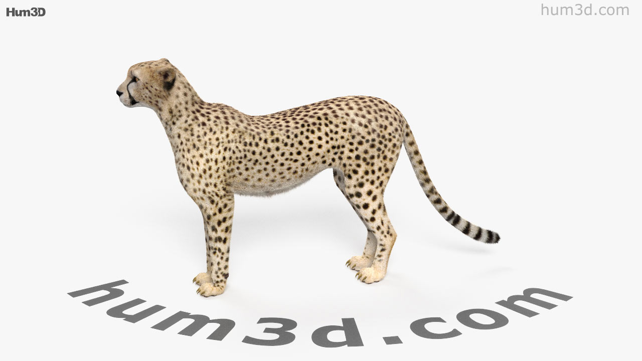 360 view of Cheetah 3D model - 3DModels store