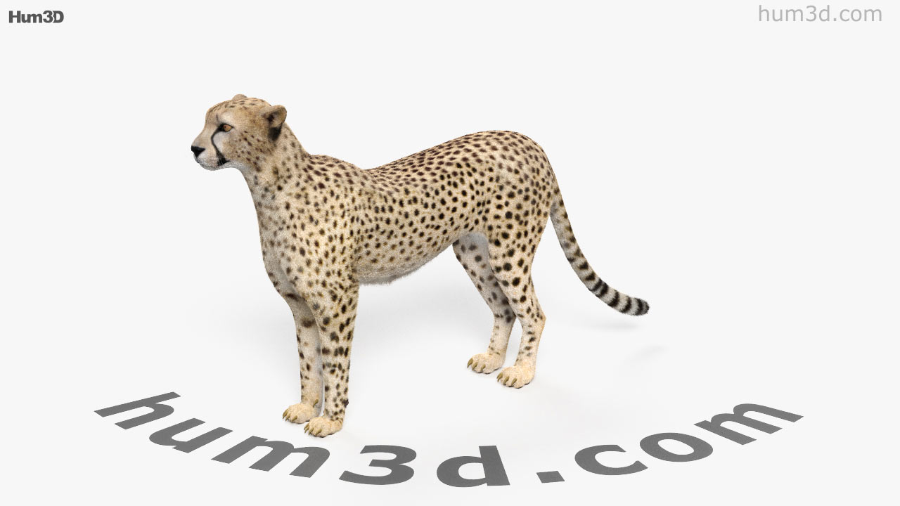 360 view of Cheetah 3D model - 3DModels store