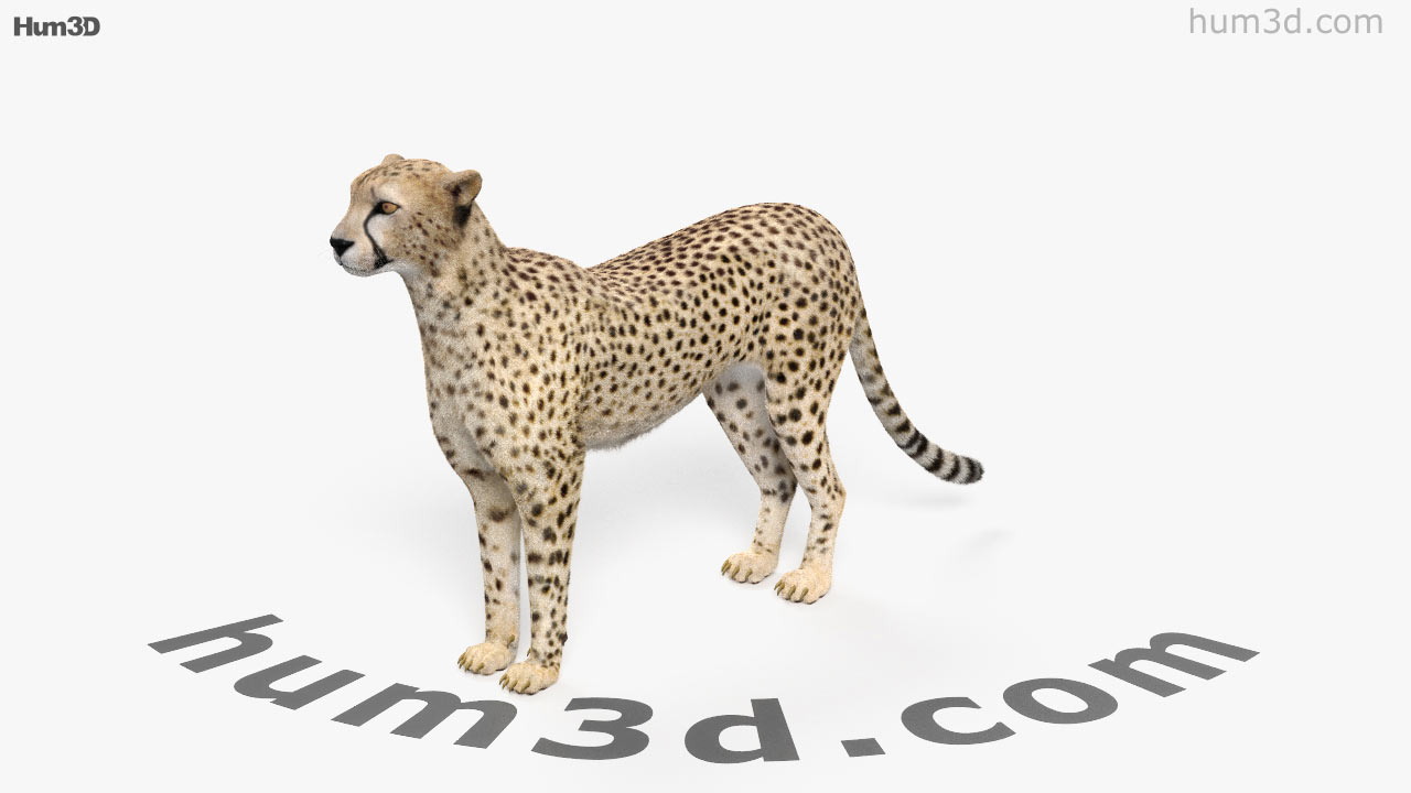 360 view of Cheetah 3D model - 3DModels store