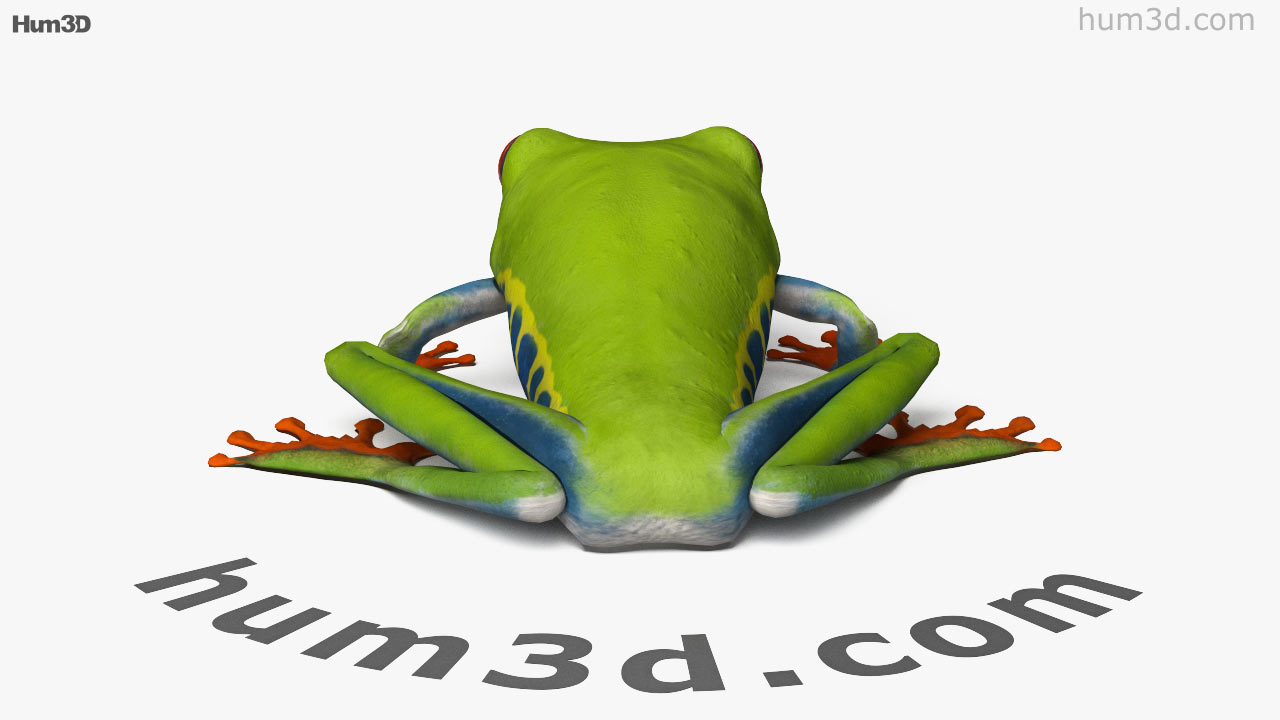 360 view of Red-eyed tree frog 3D model - 3DModels store