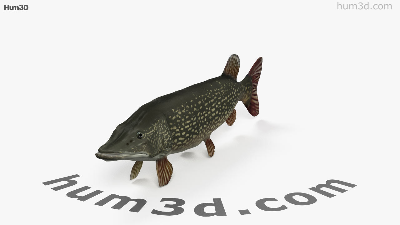 360 view of Northern Pike 3D model - 3DModels store
