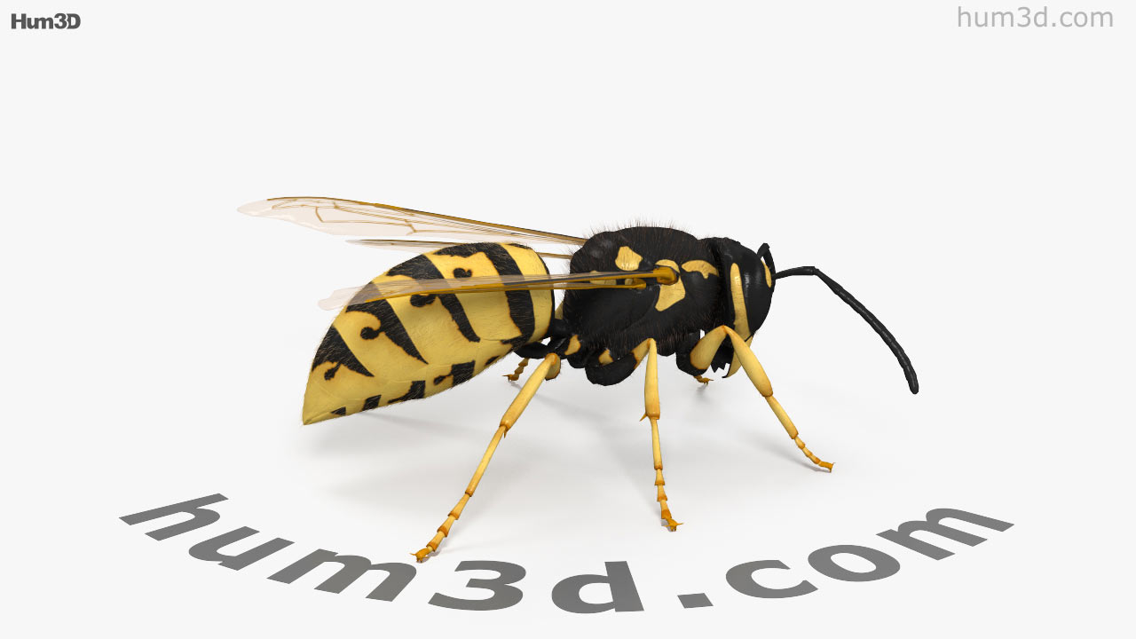 360 view of European Wasp 3D model - 3DModels store